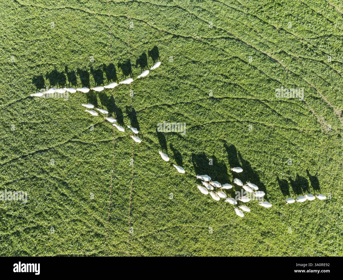 Drone shot top view sheep hi-res stock photography and images - Alamy