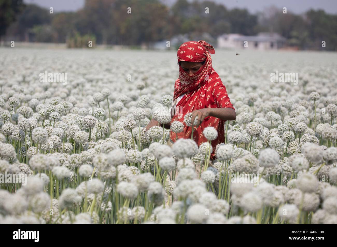 Farmers fetch profit from seed onion farming in Bangladesh Stock Photo ...