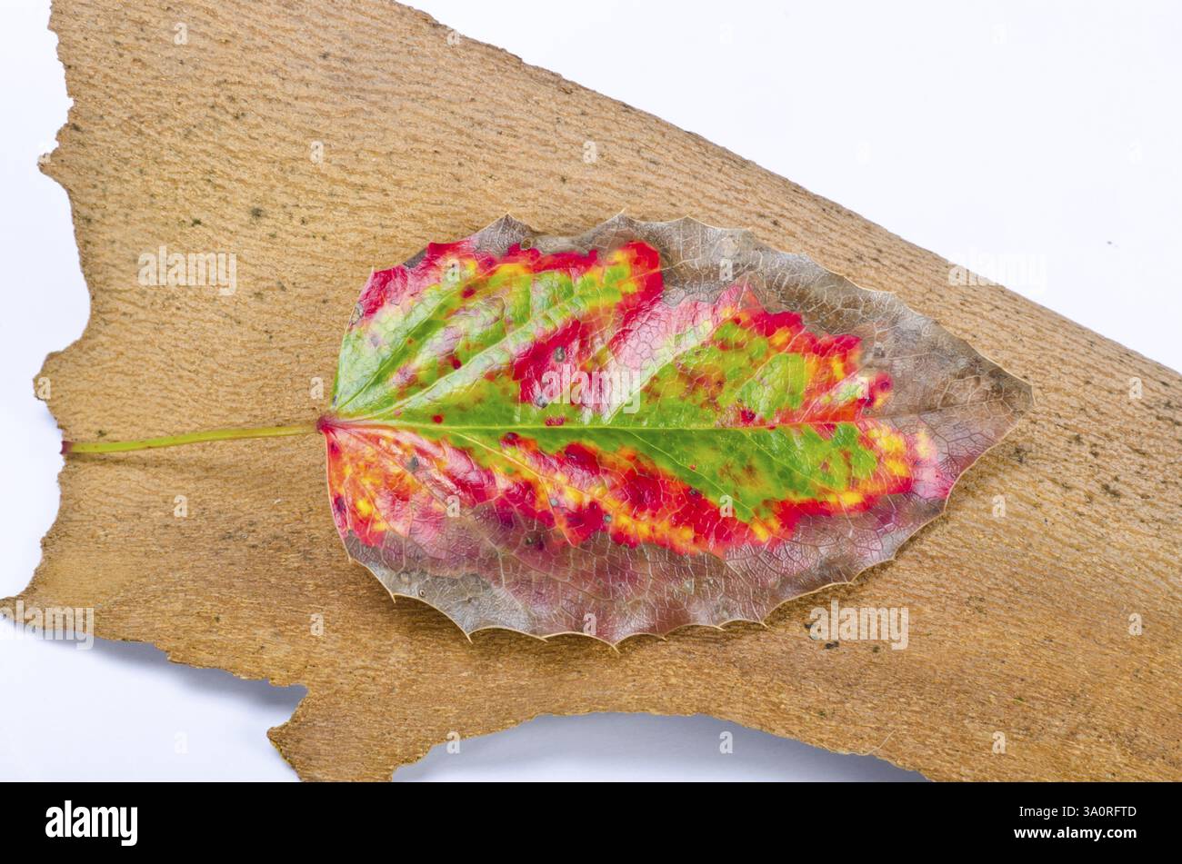 Autumn is one of the four temperate seasons Stock Photo - Alamy