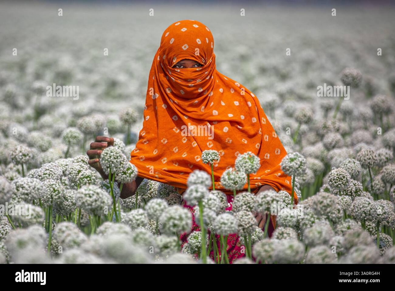 Farmers fetch profit from seed onion farming in Bangladesh Stock Photo ...