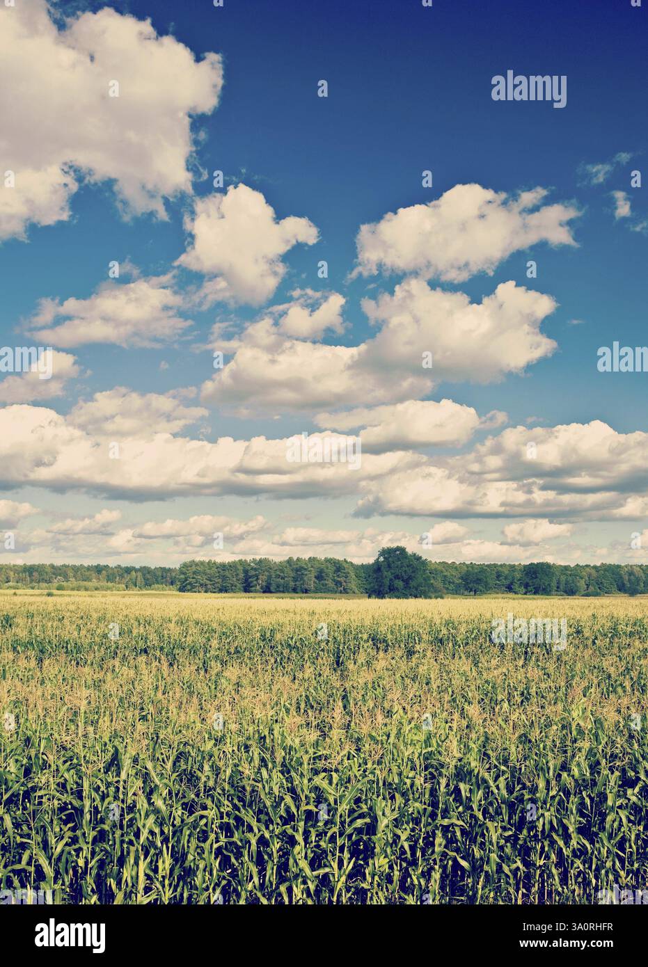 Corn field and cloudy sky instagram style Stock Photo - Alamy