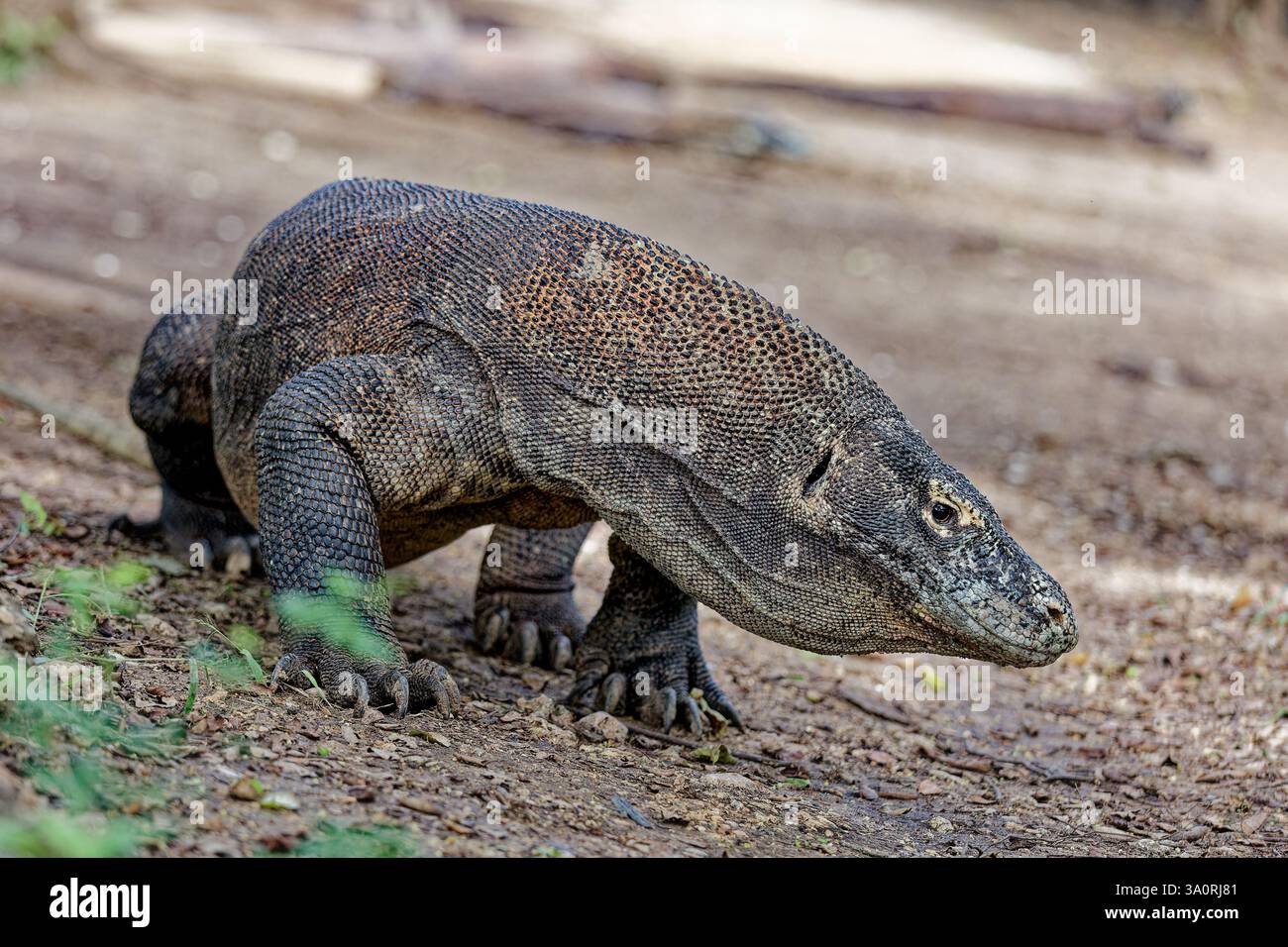 Experience the thrill of seeing a Komodo dragon up close, walking ...