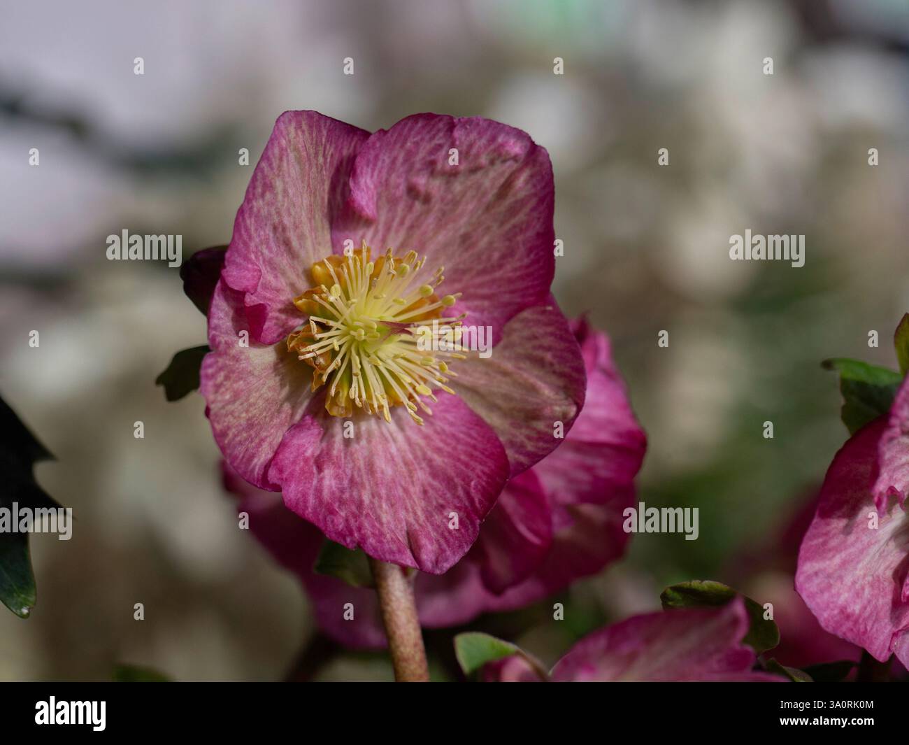 Closeup of a flower of Hellebore (Helleborus 'HGC Ice N' Roses Rosetta ...