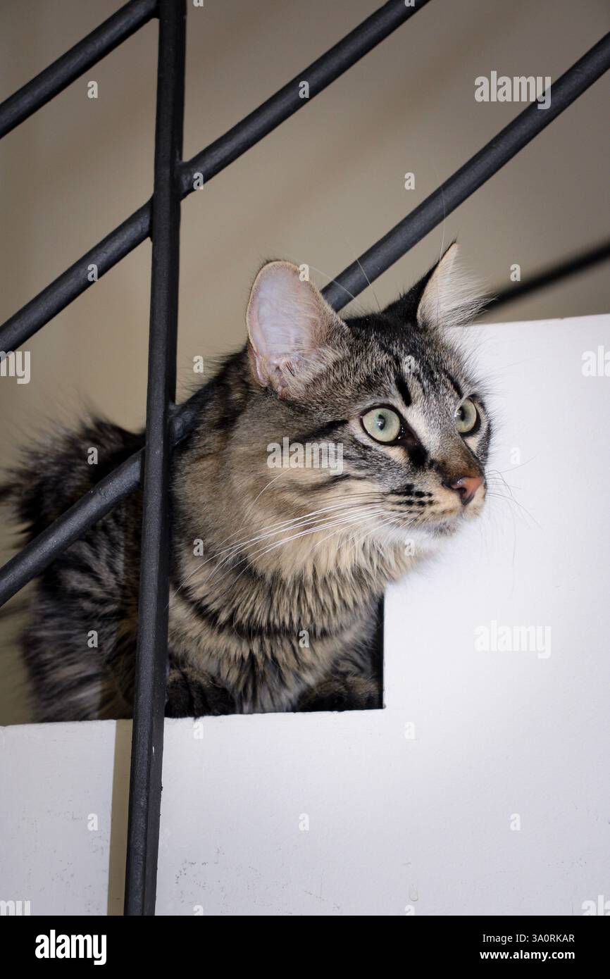Fluffy tabby cat peering through stair railing Stock Photo - Alamy