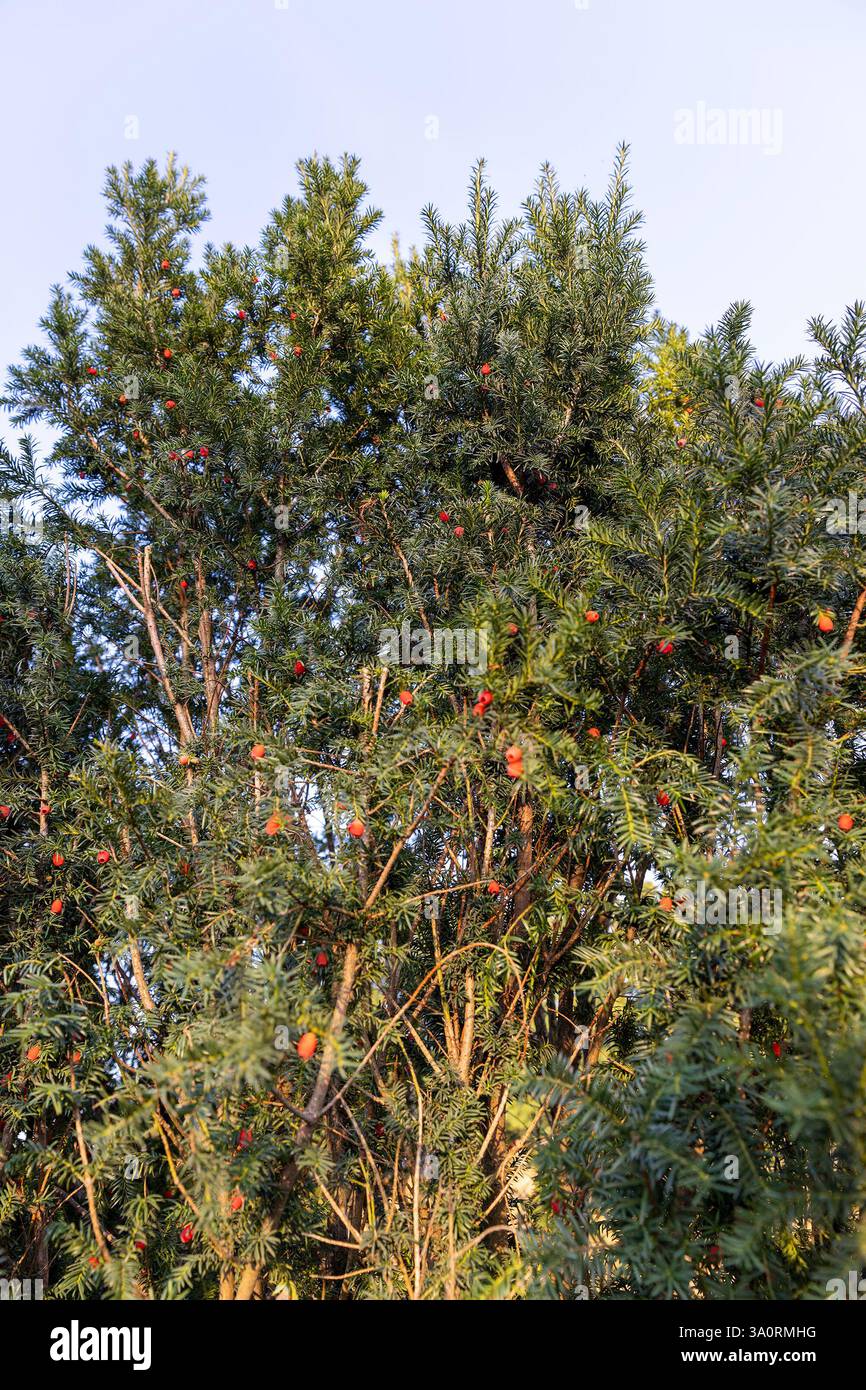 yew tree with red berries against a blue sky background, a berry yew ...