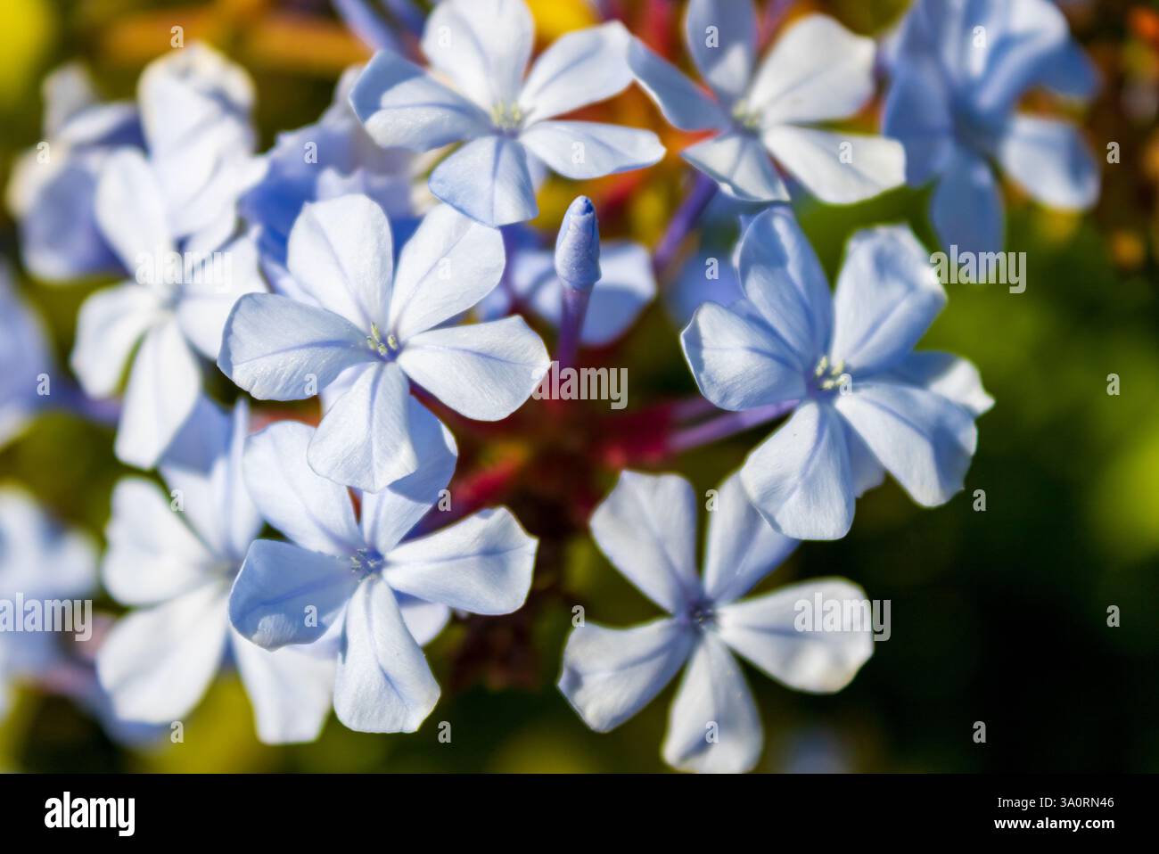 Jasmimazul hi-res stock photography and images - Alamy