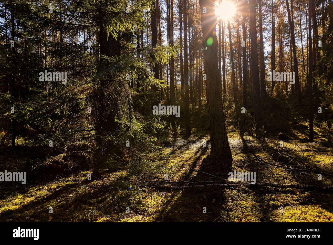 pines and young deciduous trees in the sunlight in autumn, a beautiful ...