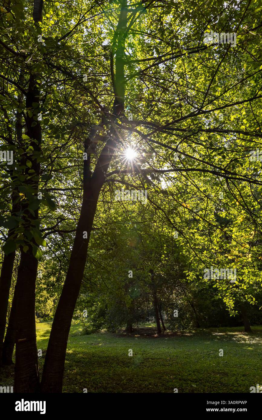 a park with maple trees with green foliage in late summer, beautiful ...