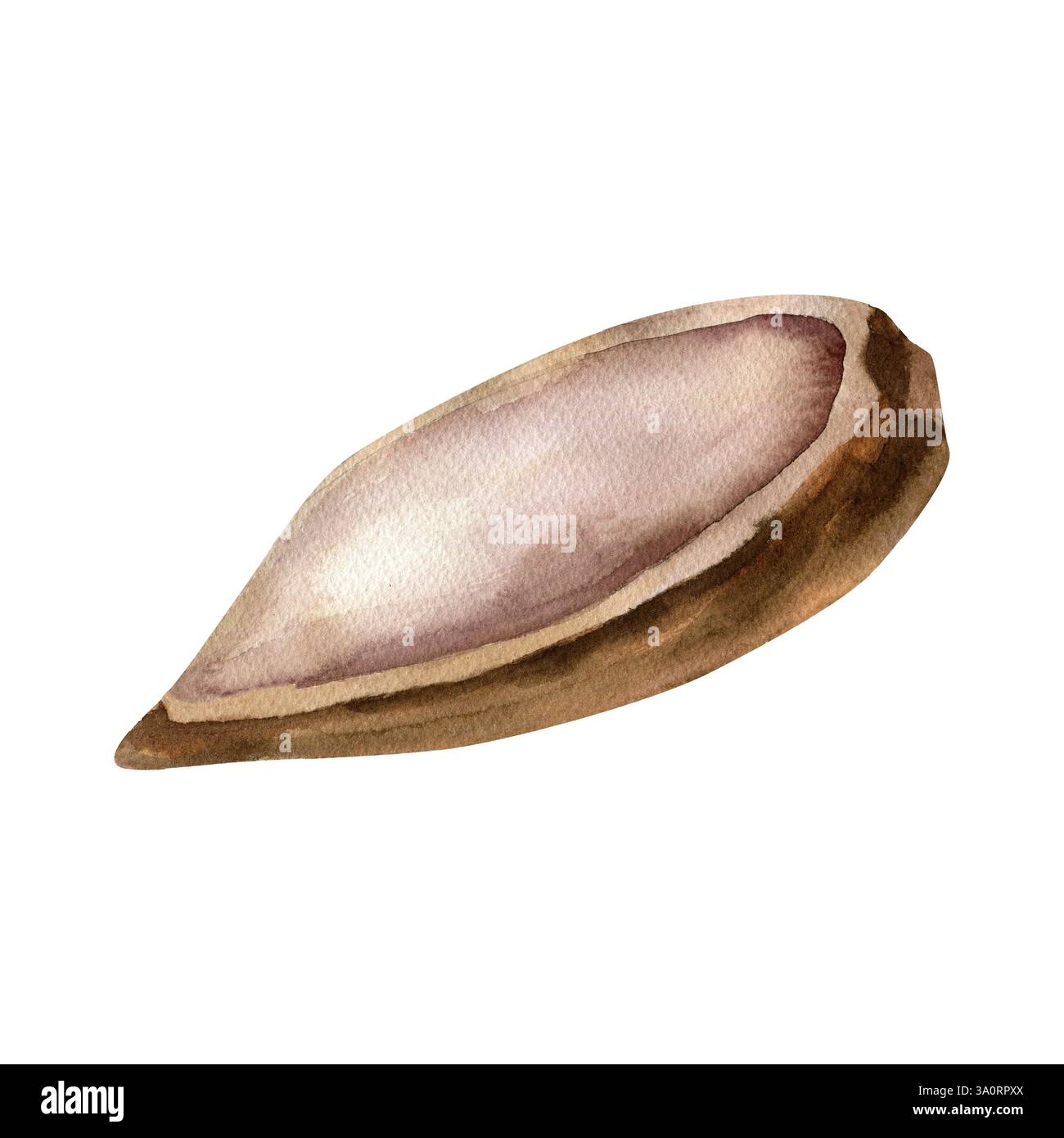 Cocoa empty dried pod watercolor illustration, Isolated tropical fruit ...