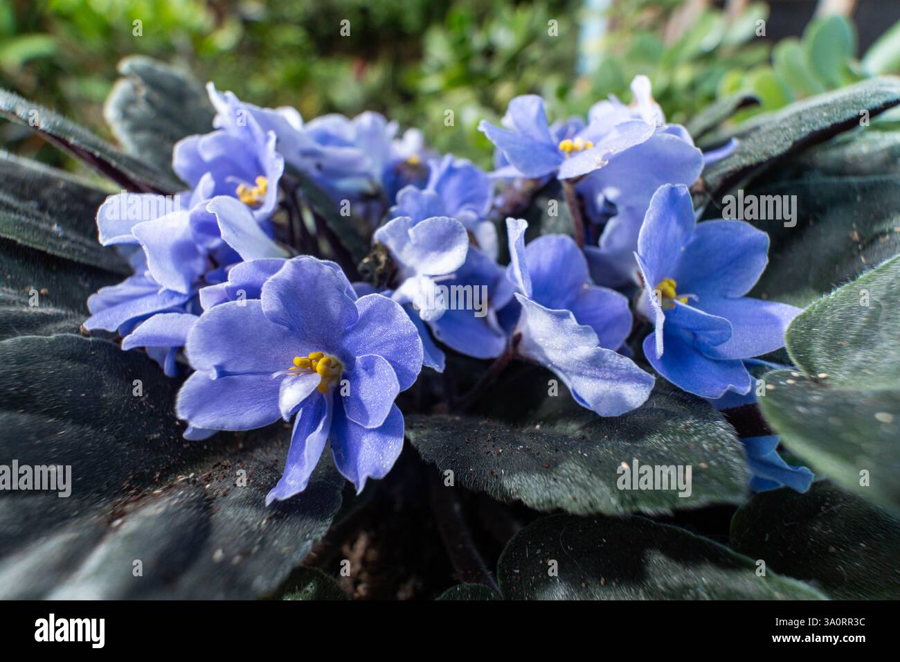 Beautiful purple african violet hi-res stock photography and images - Alamy
