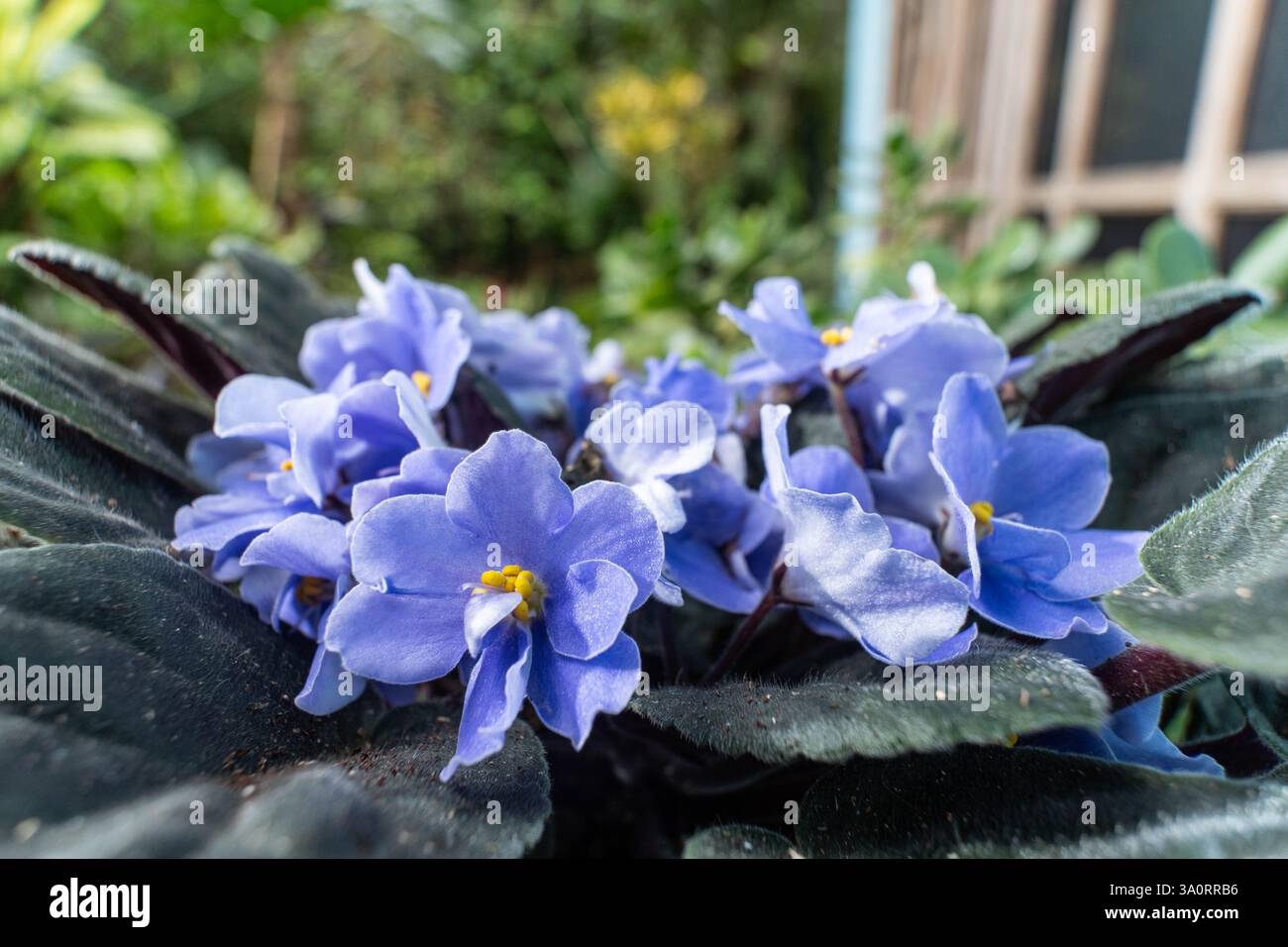 African Violet (Saintpaulia) in Full Bloom Stock Photo - Alamy