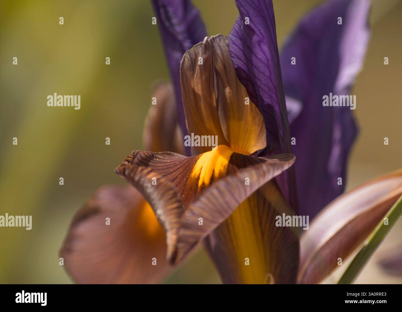 Dutch Iris "Eye of the Tiger Stock Photo - Alamy
