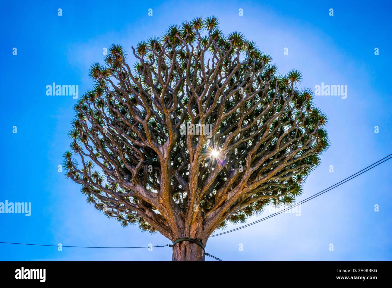 Dragon Tree in Icod de los Vinos, Tenerife, Spain Stock Photo - Alamy