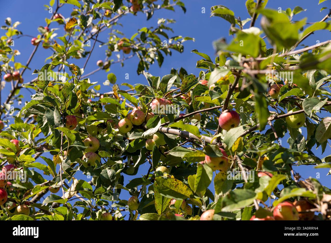 beautiful red apples hang on the branches of a tree at the end of the ...