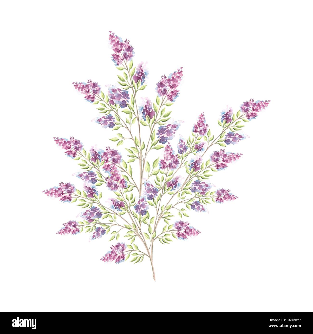 Lilac flowers sprig. Syringa branch with leaves. Hand drawn watercolor ...