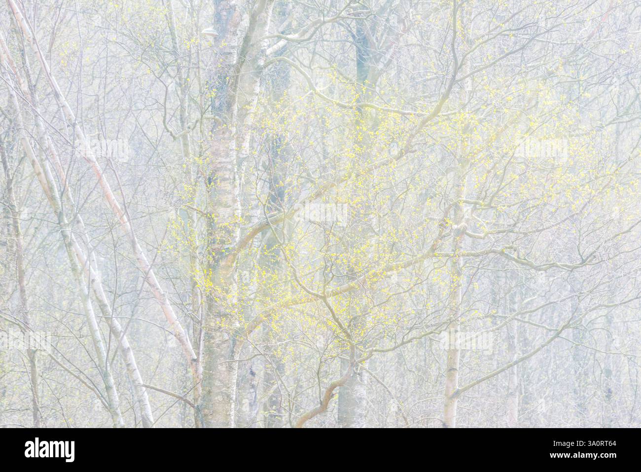 Delicate new leaves appear amidst the tranquil surroundings of a ...