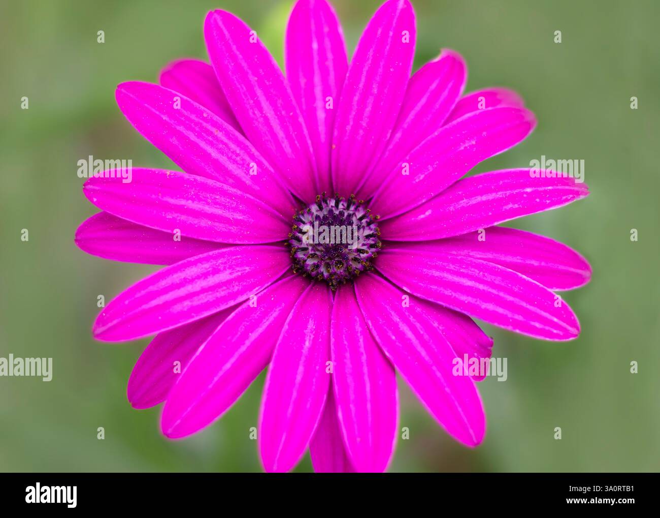 Pink African Daisy Stock Photo - Alamy