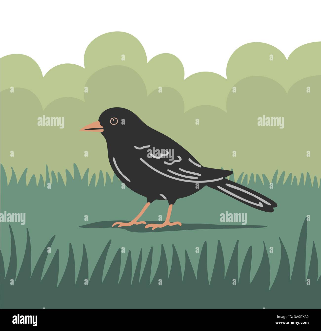Curious blackbird Stock Vector Images - Alamy