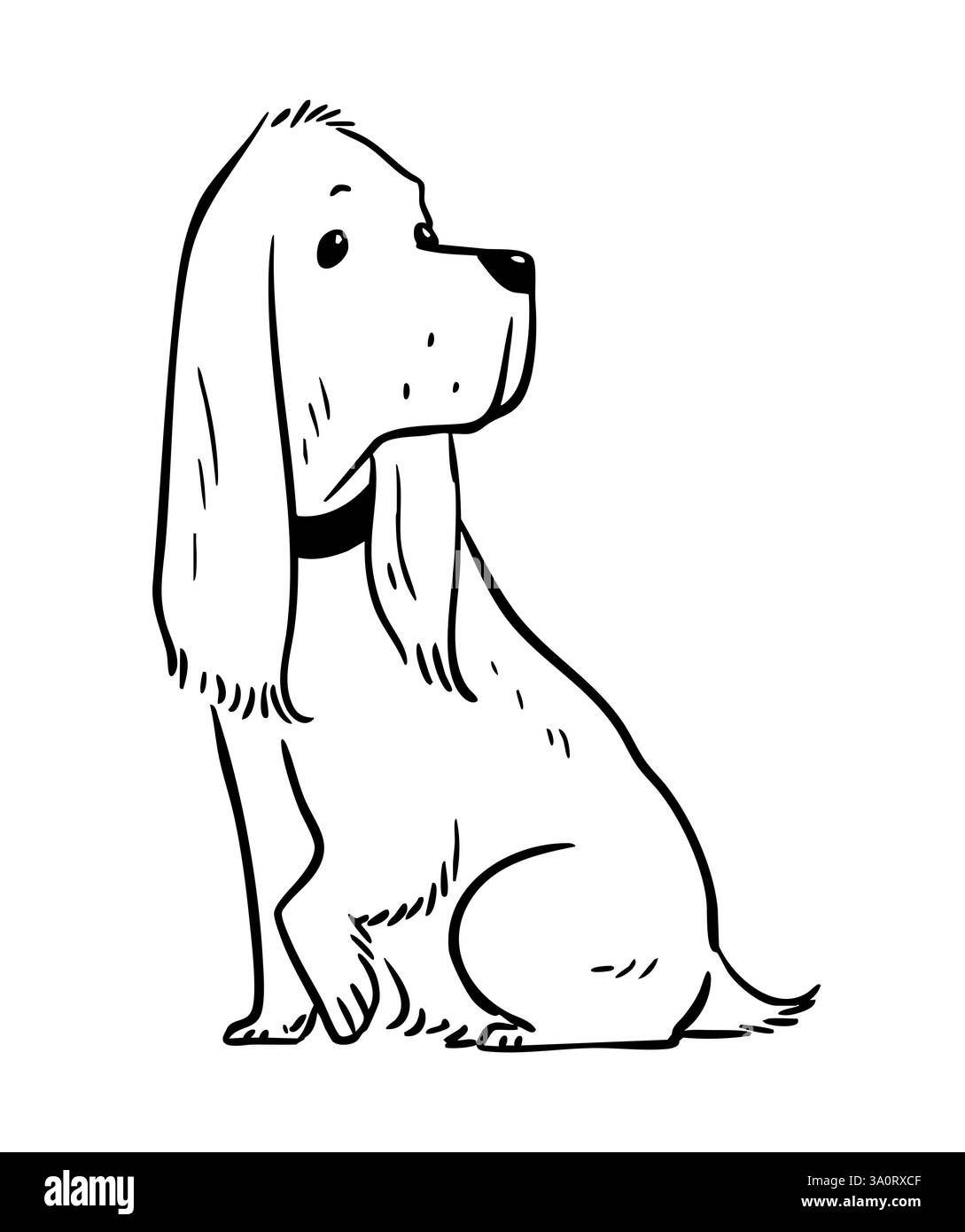 American cocker spaniel domestic Black and White Stock Photos & Images ...