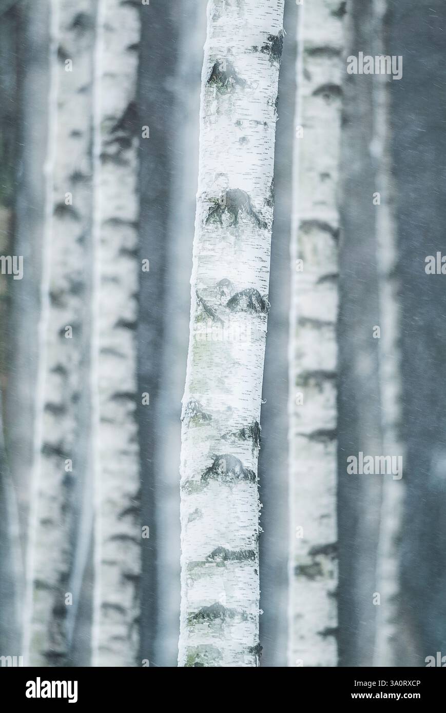 Tall birch trees stand gracefully in a Swedish forest, their white bark ...