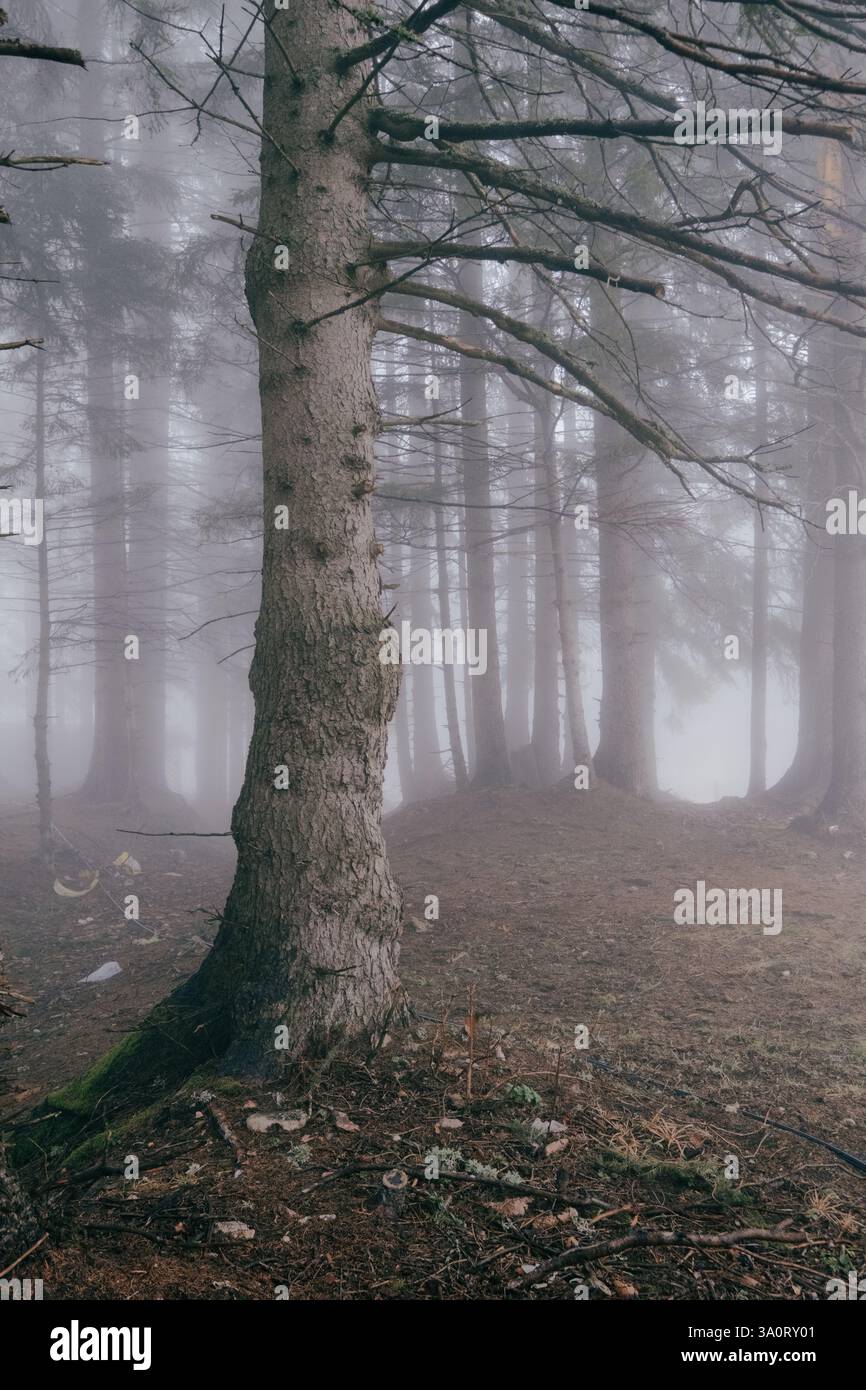 Misty Forest: A dense pine forest is veiled in thick fog creating an eerie atmosphere Tall trees ...