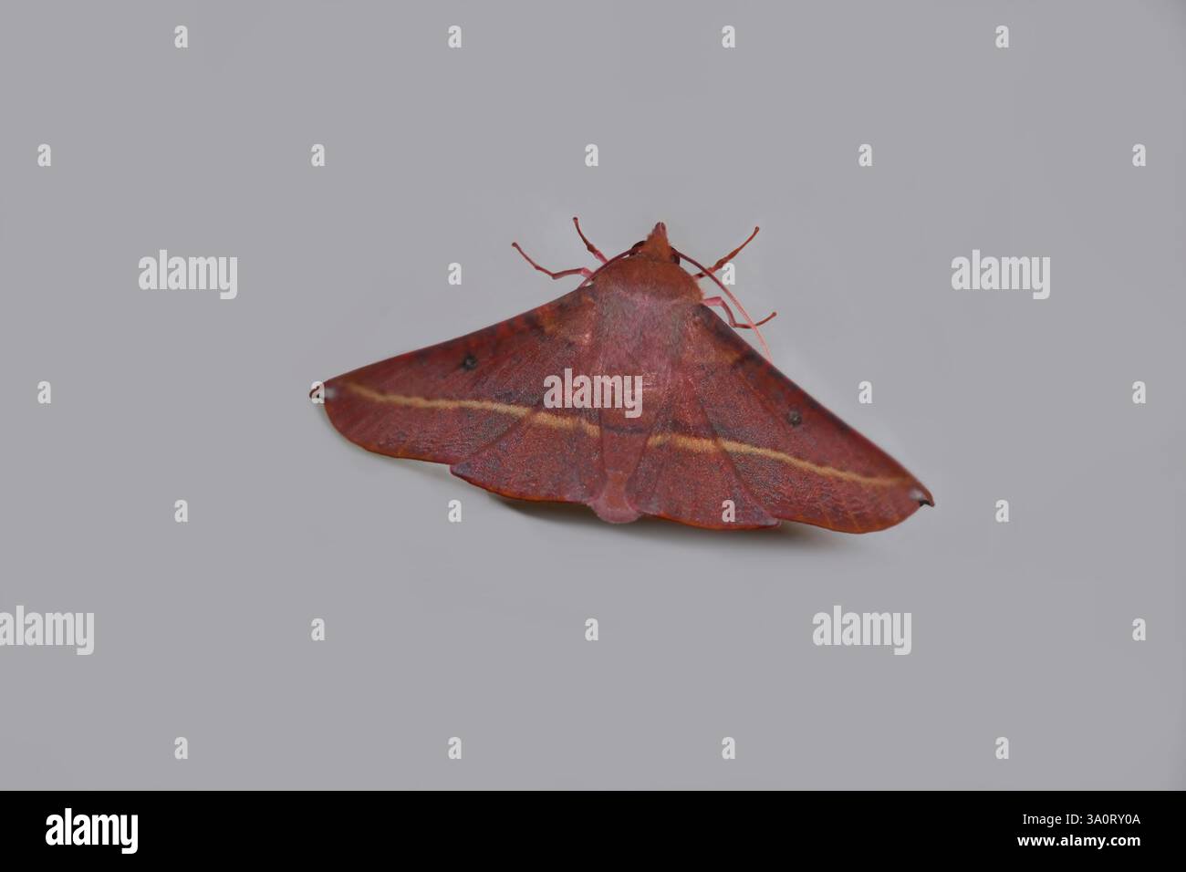 Close-up of Pink-bellied Moth (Oenochroma vinaria) at night, South ...