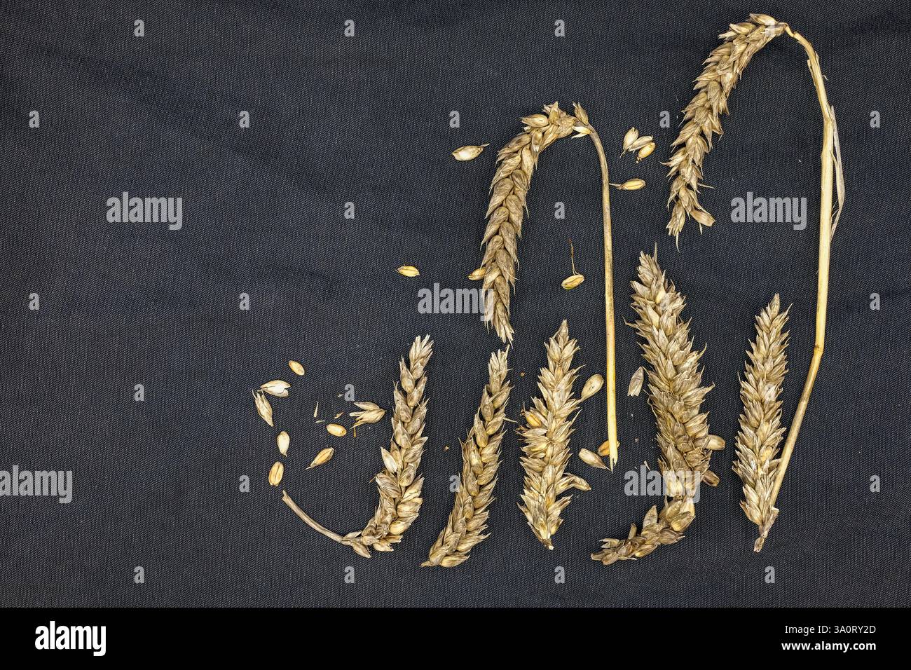 Deformed ears of wheat on a black background. Wheat sprouted in the ear ...