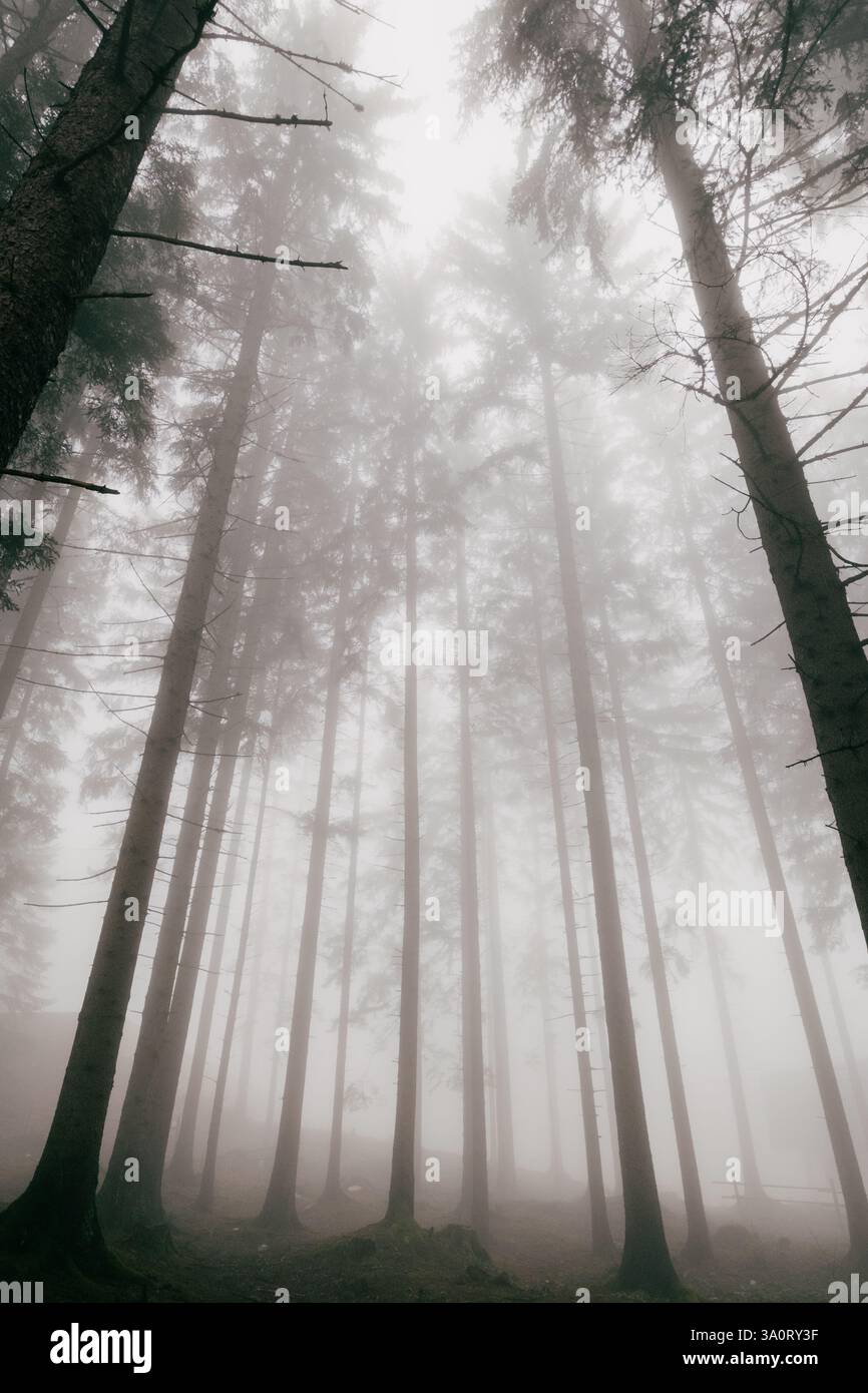 Misty Forest Canopy: Towering trees disappear into a dense fog creating an ethereal and ...