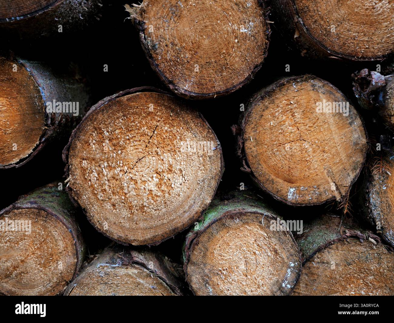 Wood storage in the forest. After felling, the logs are stored at the ...