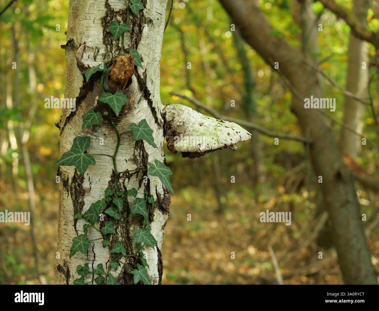 The Birkenporling, a traditionally used medicinal mushroom, is shown ...