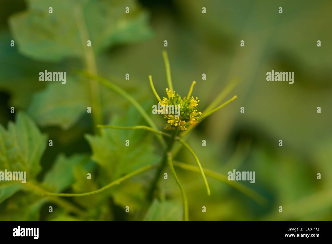 Sisymbrium erysimoides, French Rocket Stock Photo - Alamy