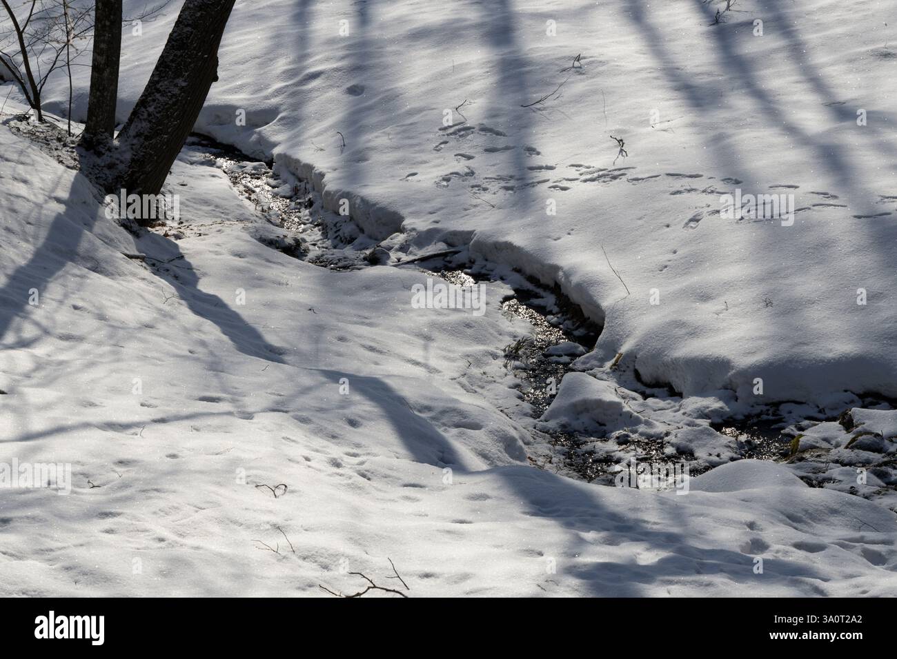 Spring streamlet flows between white snowdrifts and glitters in the ...