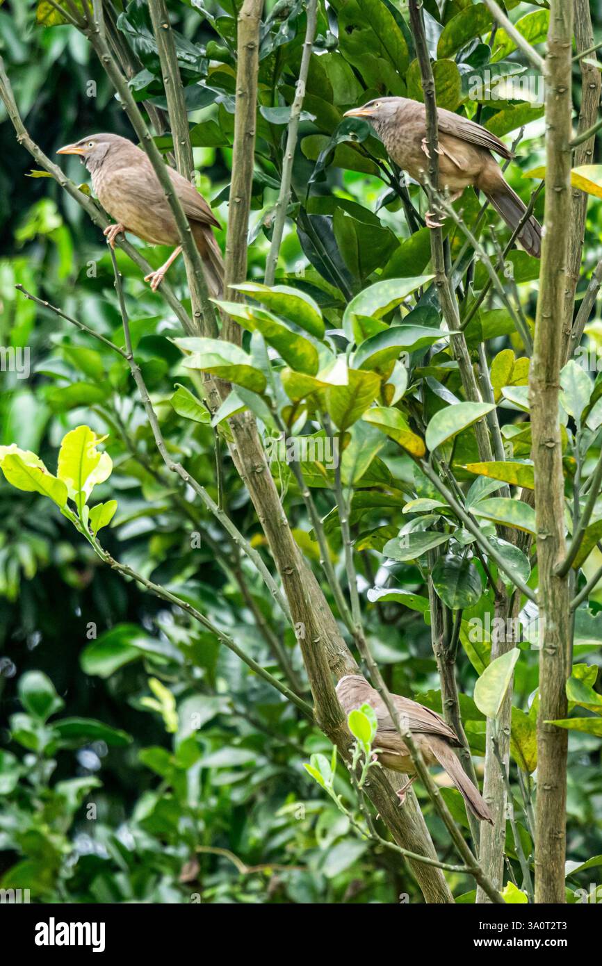 Jungle babblers are gregarious birds that forage in small groups of six ...