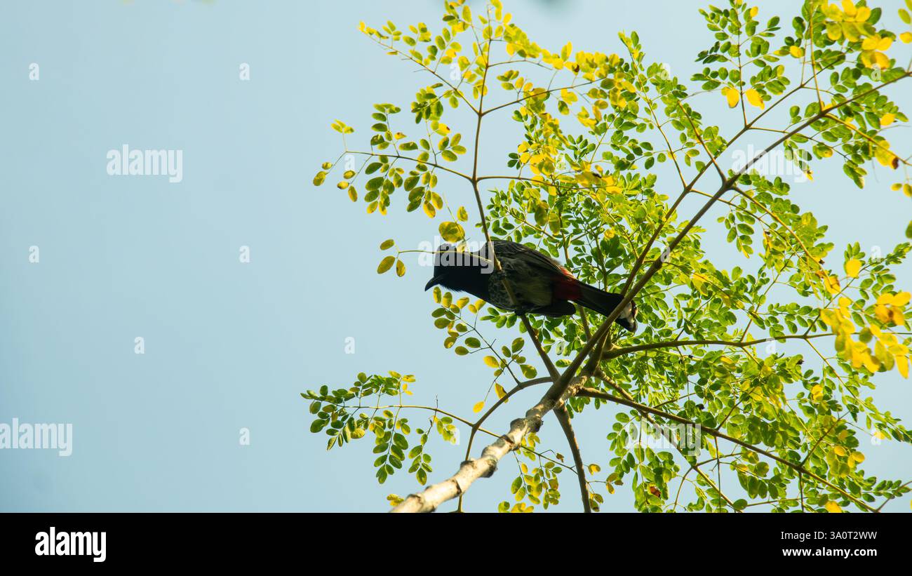 The Bulbul is a medium sized, songbird belonging to the Pycnonotidae ...