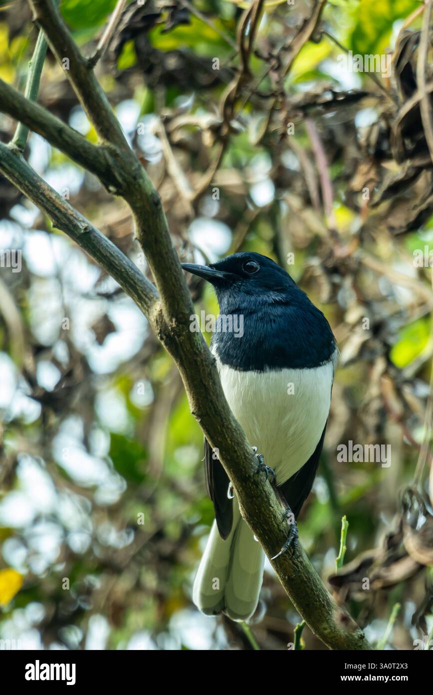 The common magpie is one of the most intelligent birds. The Magpie is ...
