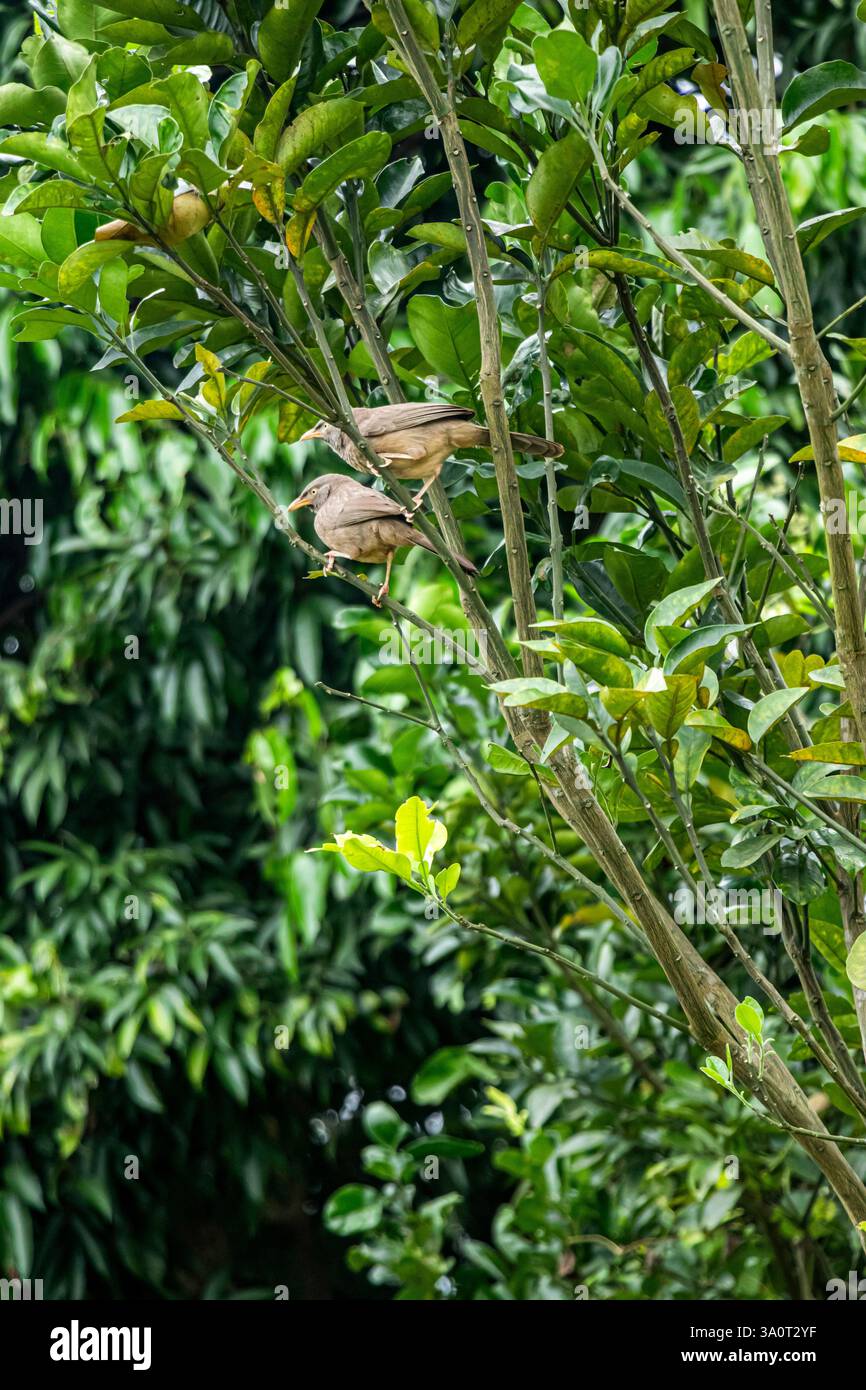 The Jungle Babbler is a plain looking, compactly built bird, commonly ...