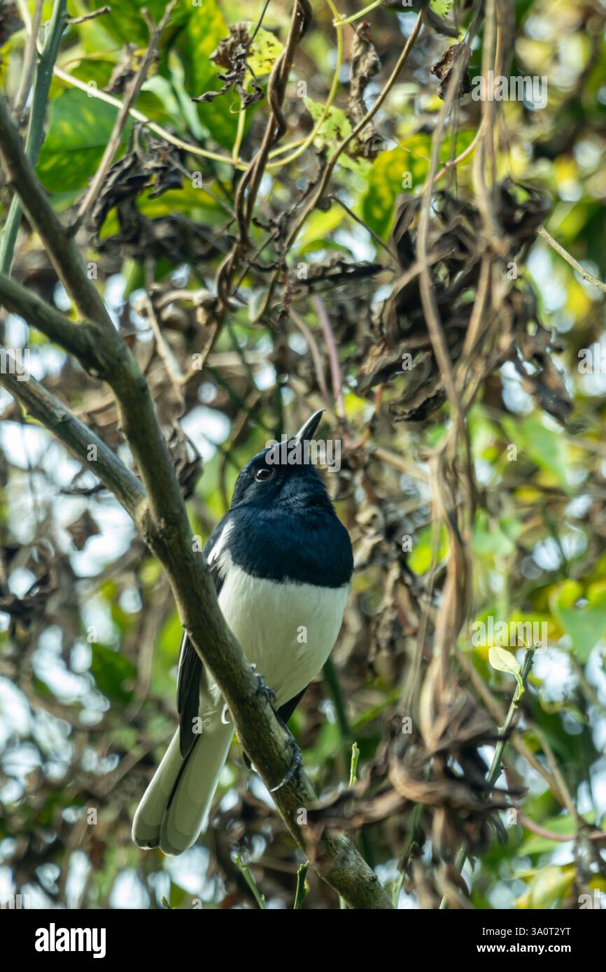 The Magpie is an unmistakeable long tailed bird and national bird of ...