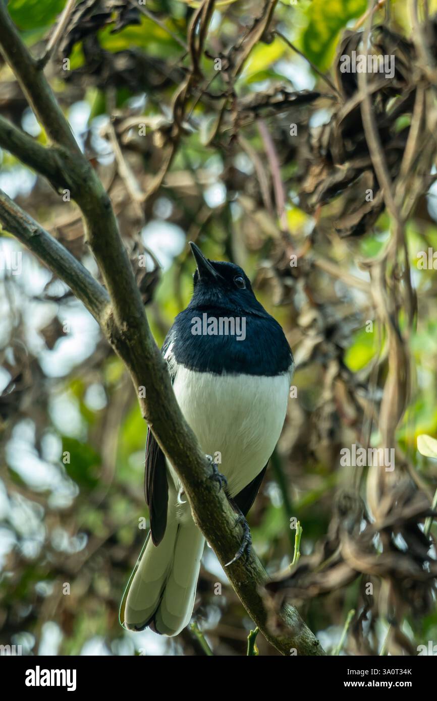 The Magpie is the national bird of Bangladesh. A Magpie bird sits on a ...