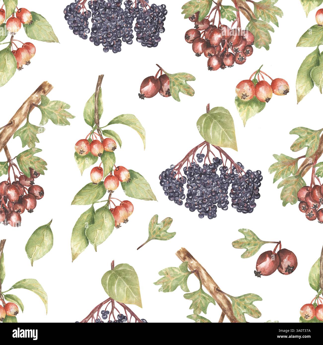 Watercolor hand drawn botanical crabapple branch, hawthorn print and ...