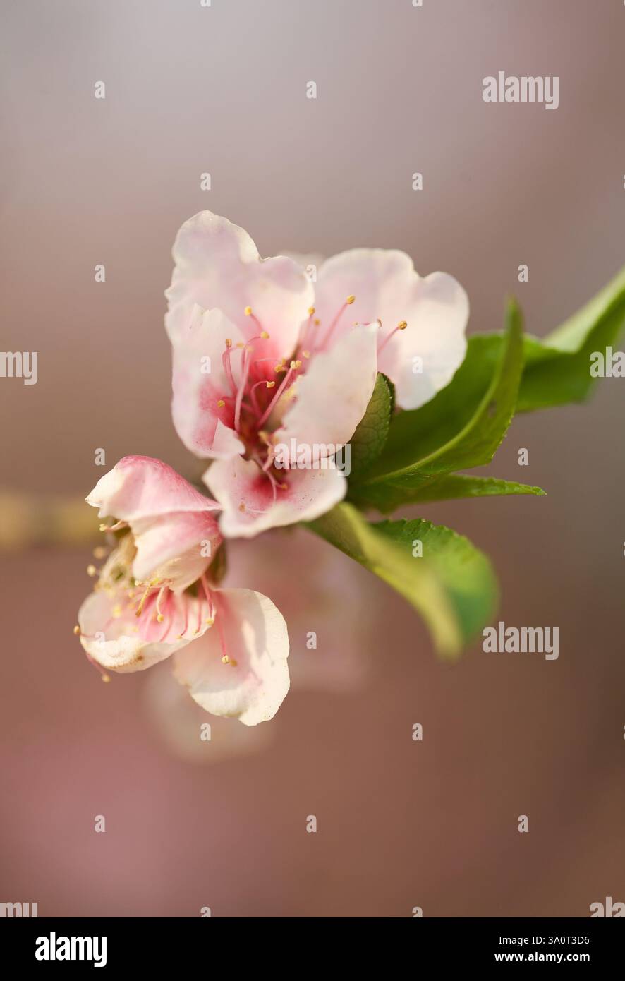A macro photo of a soft pink peach blossom, capturing the detail ...