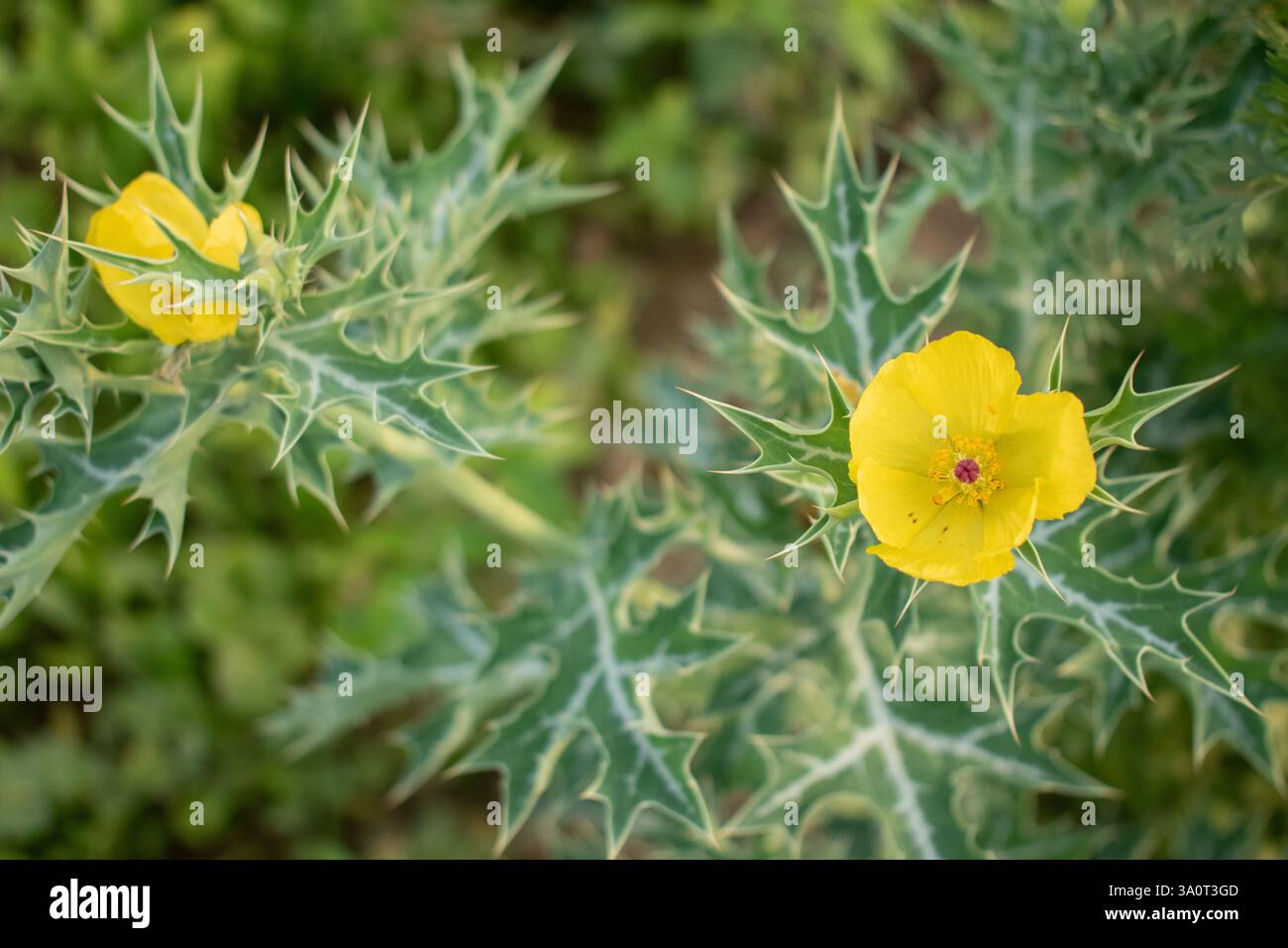 A vibrant yellow Mexican prickly Poppy with spiky leaves, flourishing ...