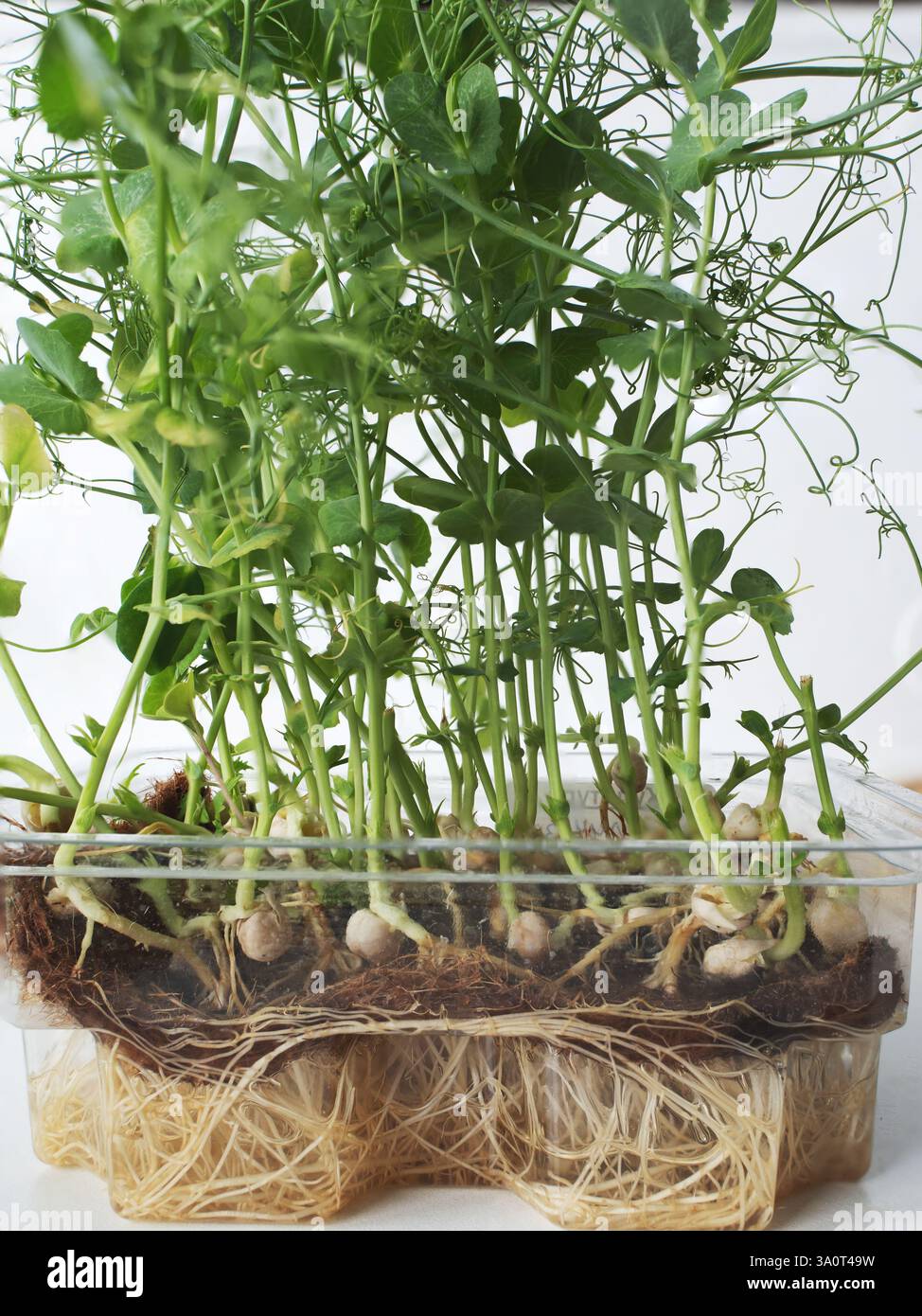 Micro pea greens are grown in a transparent plastic container with a ...