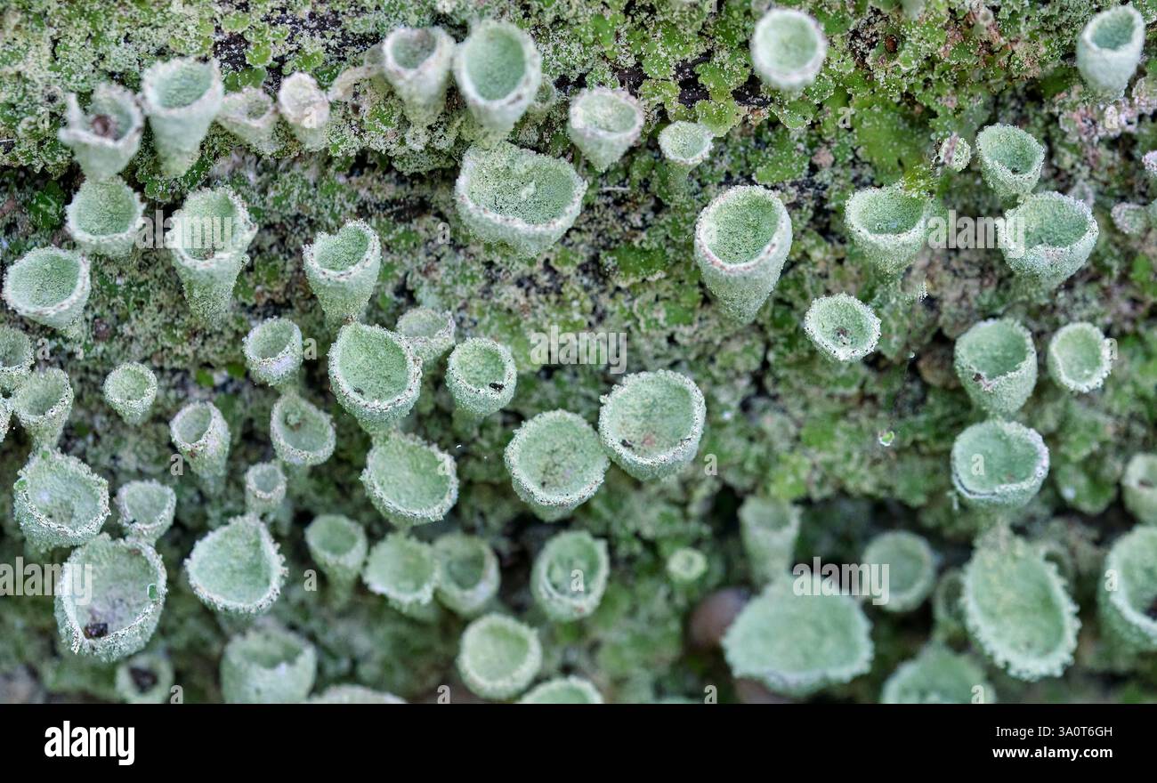 Pyxidata hi-res stock photography and images - Alamy