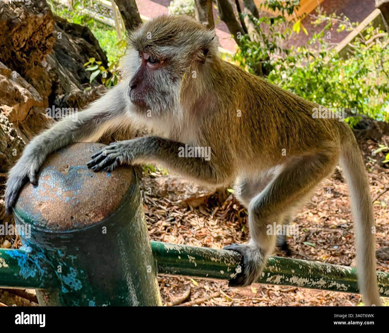 This wildlife shot captures the essence of primate behavior, showcasing ...