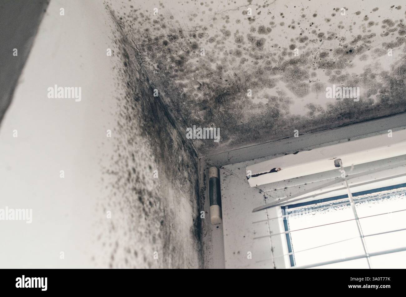 Toxic black mold on walls and ceiling near window with blinds in room ...