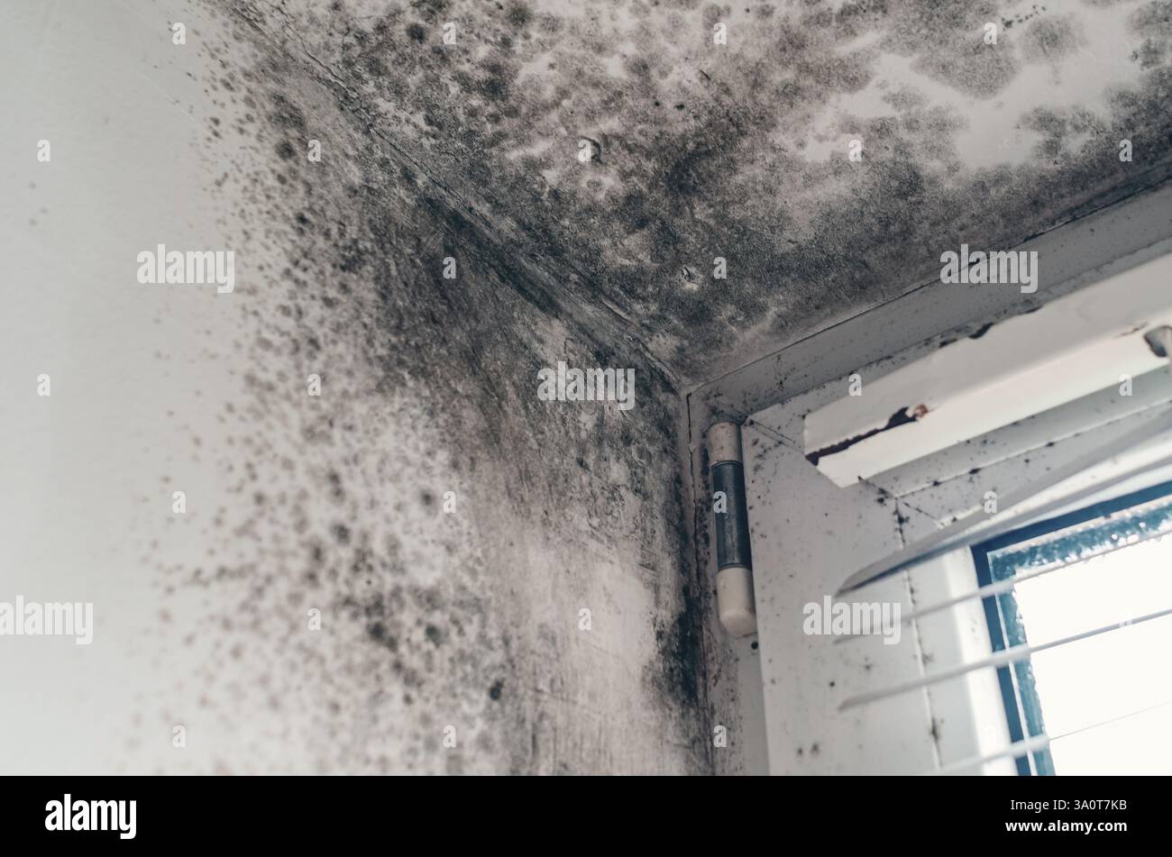 Dark mold spreading on walls ceiling by window with blinds Stock Photo ...