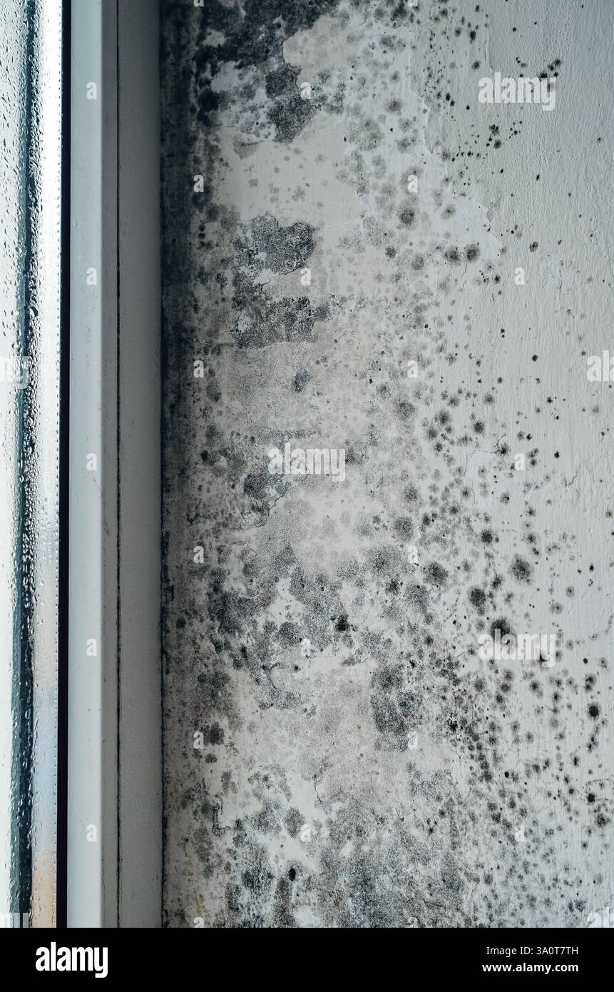 Black mold spots on damp wall near window frame indoors in old home ...