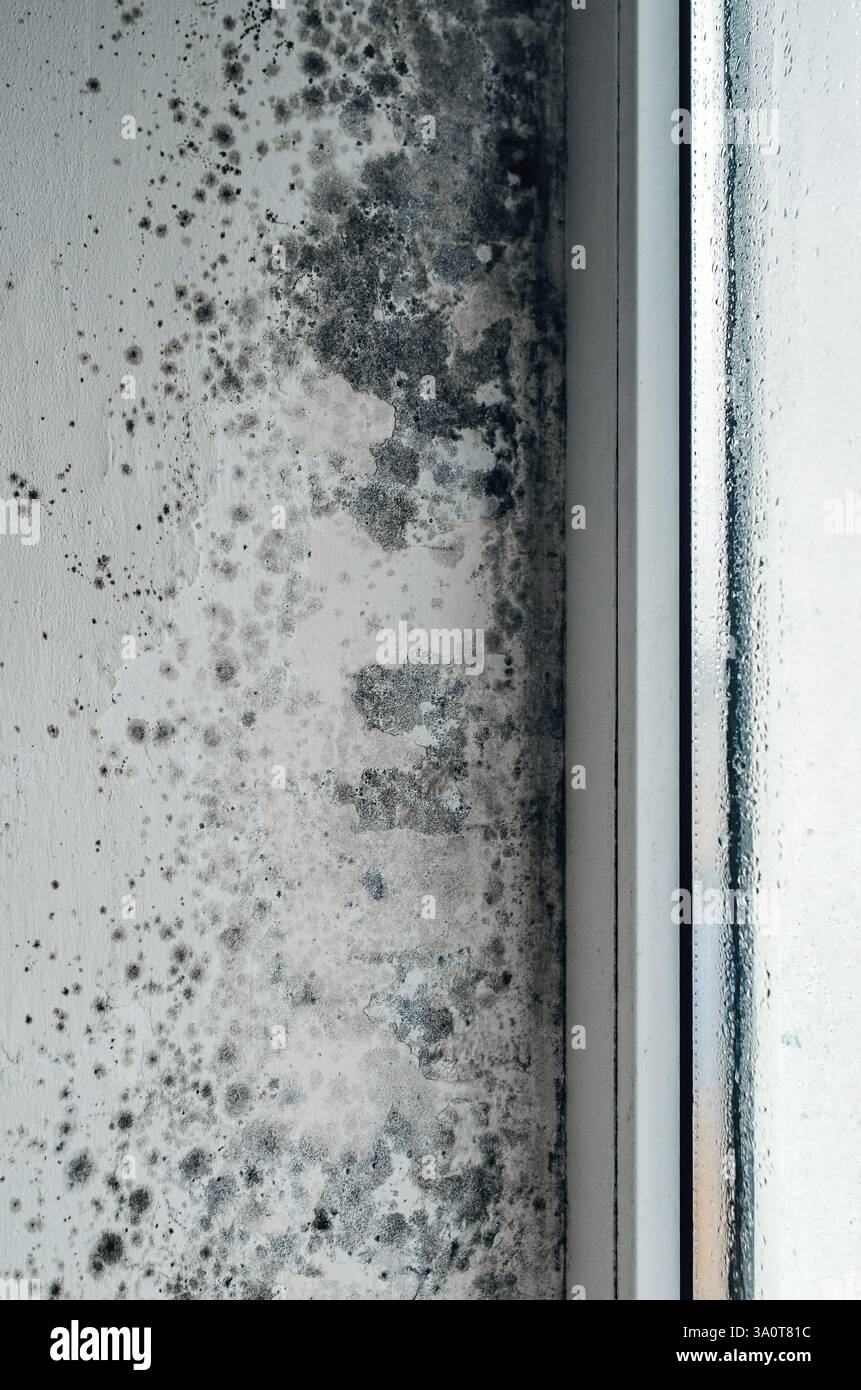 Black mold spots on damp wall near window frame indoors in old home ...
