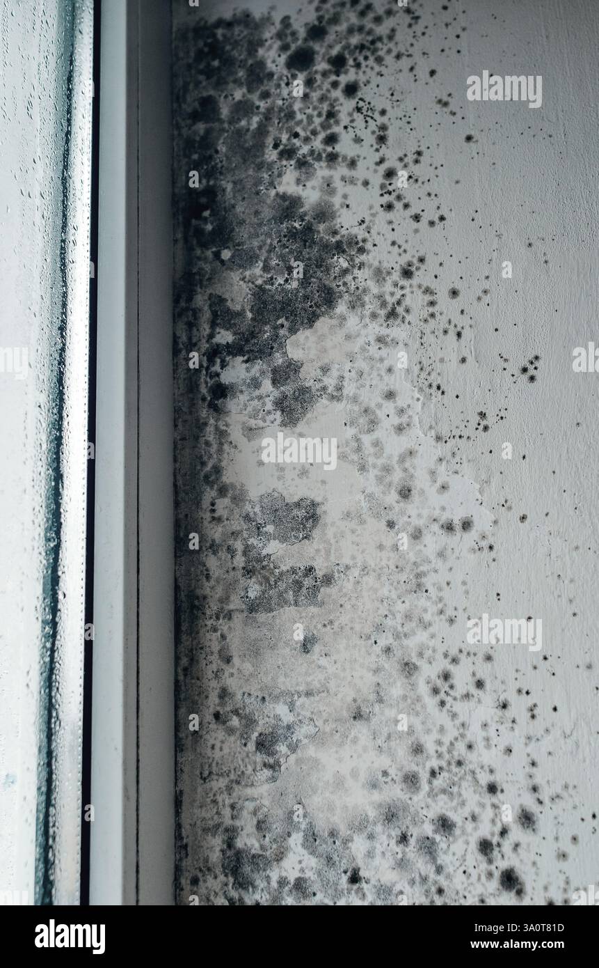 Dark mold growth on wet wall by window frame in home Stock Photo - Alamy