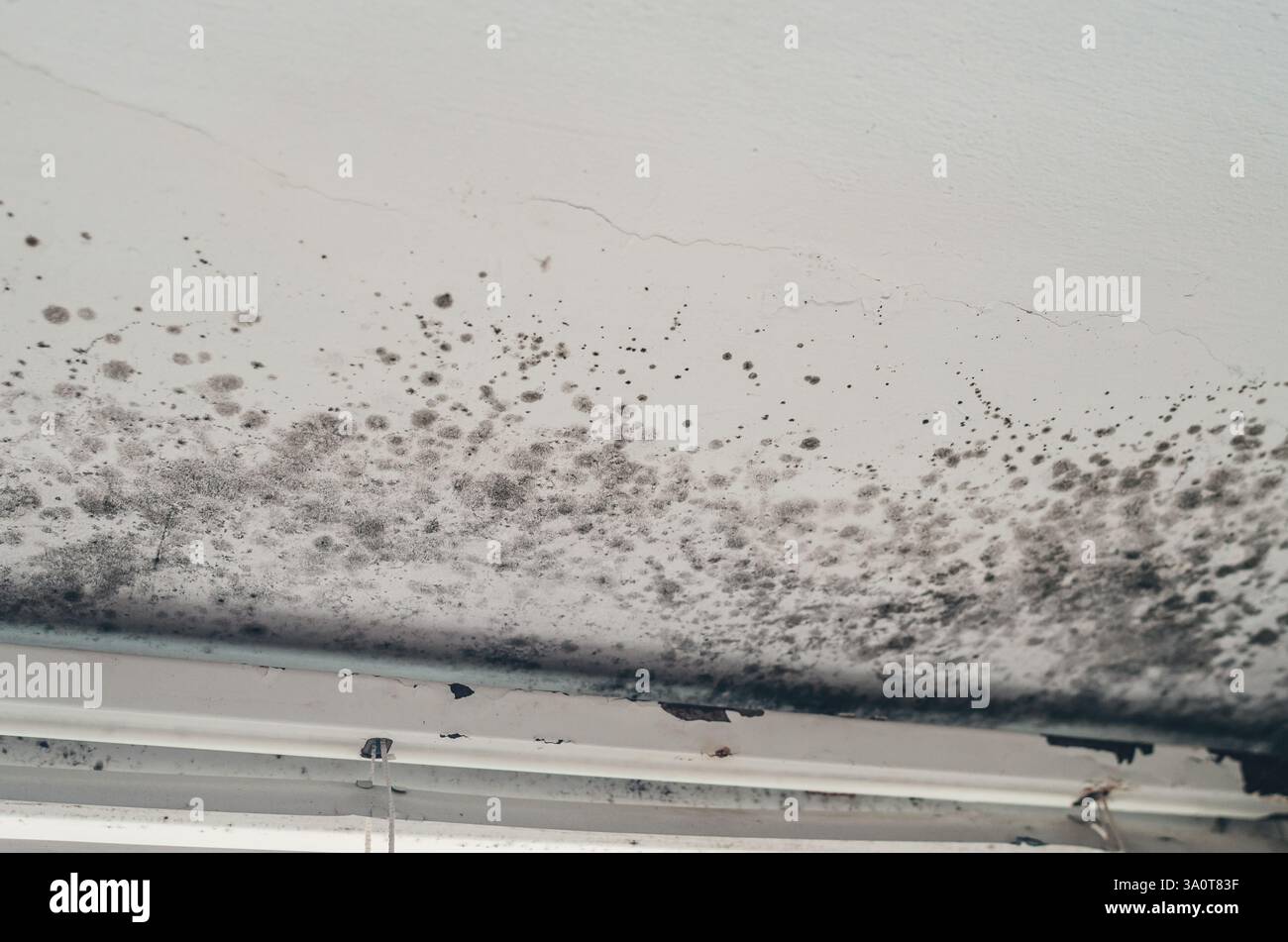 Black mold patches on damp wall and ceiling near window Stock Photo - Alamy